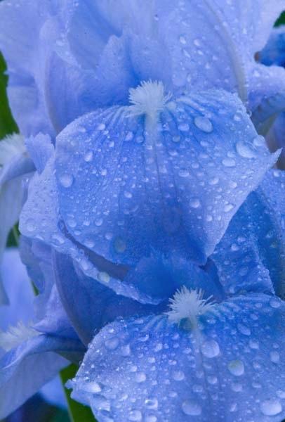 Limited Edition/Limited Edition Florals/Double-Iris-Drops